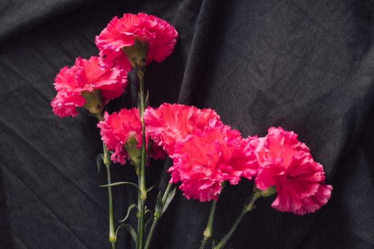Memahami Makna Bunga Carnation - Pinus Florist