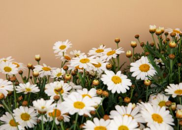 Serba Serbi Bunga Daisy Mulai dari Fakta Menarik hingga Cara Merawatnya ...