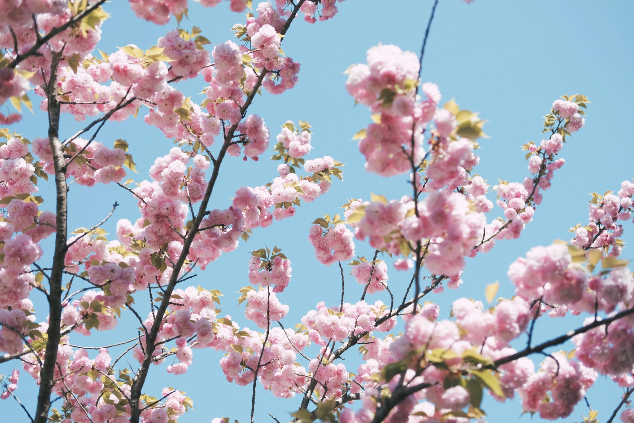 Makna dan Filosofi Tersembunyi di Balik Kecantikan Bunga Sakura - Pinus ...