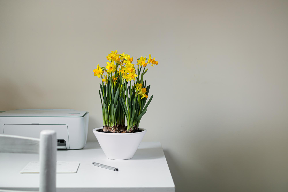 7 Jenis Bunga yang Mudah Dirawat untuk Dekorasi Rumah atau Kantor ...